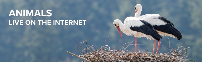 Webcams from around the World - WorldCam